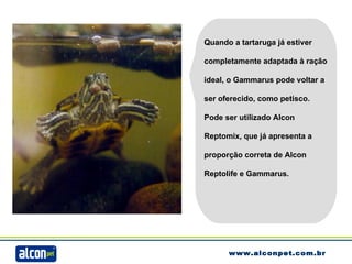 Minha tartaruga come apenas Gammarus, como fazer a transição para ração ...