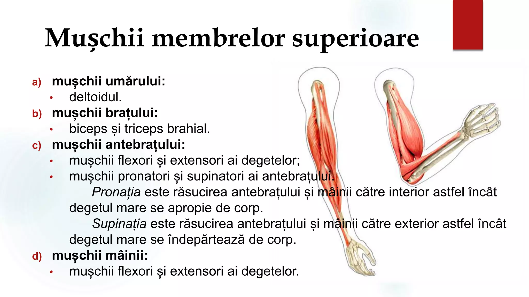 Sistemul muscular -Prezentare PowerPoint | PPTX