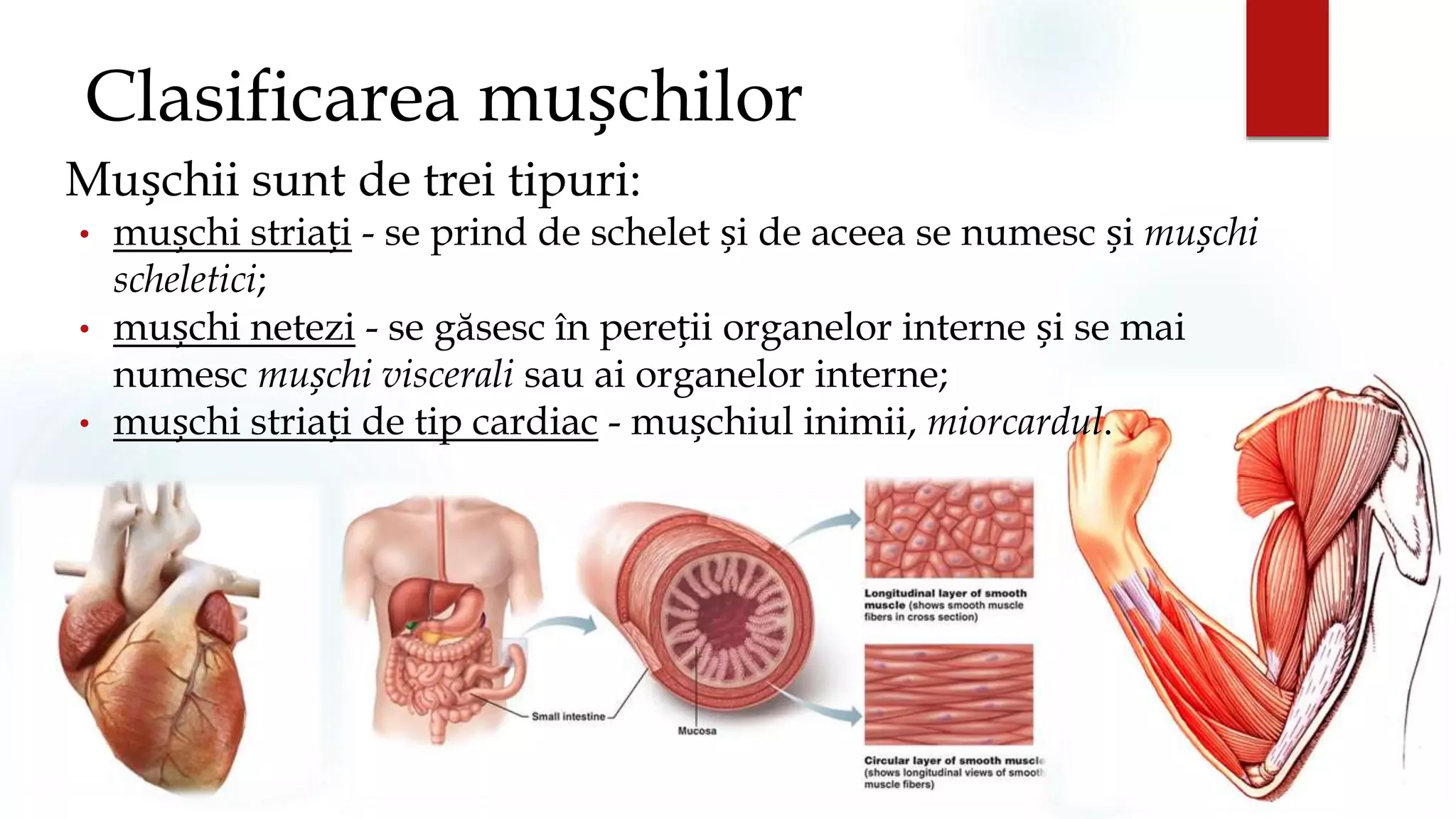 Sistemul muscular -Prezentare PowerPoint | PPTX