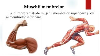 Sistemul muscular -Prezentare PowerPoint | PPTX