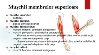 Sistemul muscular -Prezentare PowerPoint | PPTX