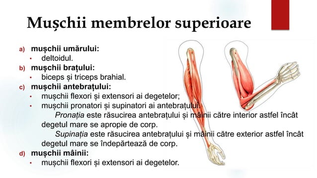 Sistemul muscular -Prezentare PowerPoint | PPTX