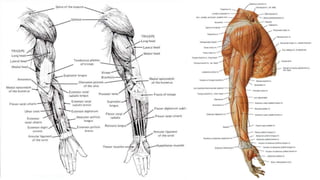 Sistemul muscular -Prezentare PowerPoint | PPTX