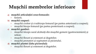 Sistemul muscular -Prezentare PowerPoint | PPTX
