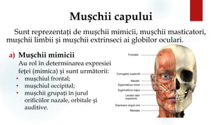 Sistemul muscular -Prezentare PowerPoint | PPTX