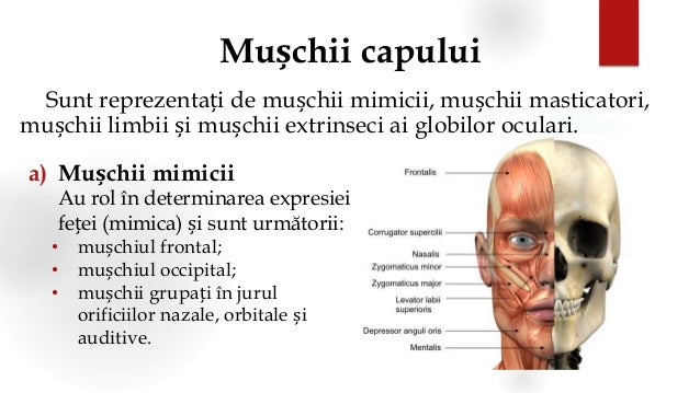 Sistemul muscular -Prezentare PowerPoint