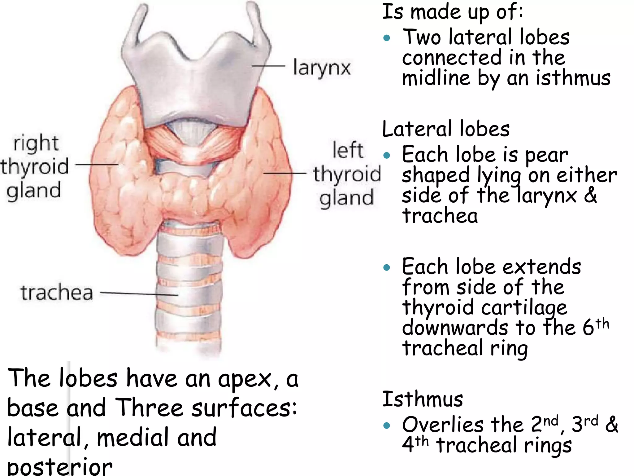 Thyroid_gland.pptx | Thyroid Disorders | Endocrine and Metabolic Diseases