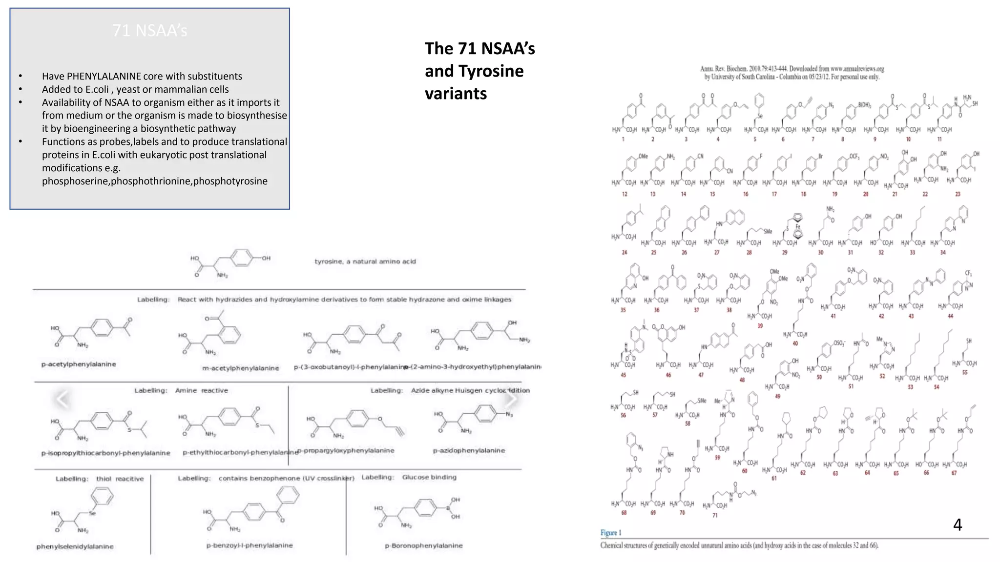 Expanding the Genetic Code | PPTX
