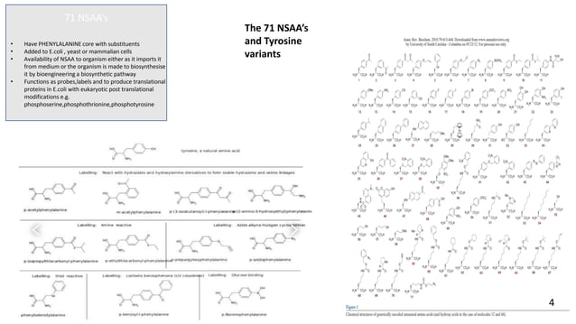 Expanding the Genetic Code | PPTX