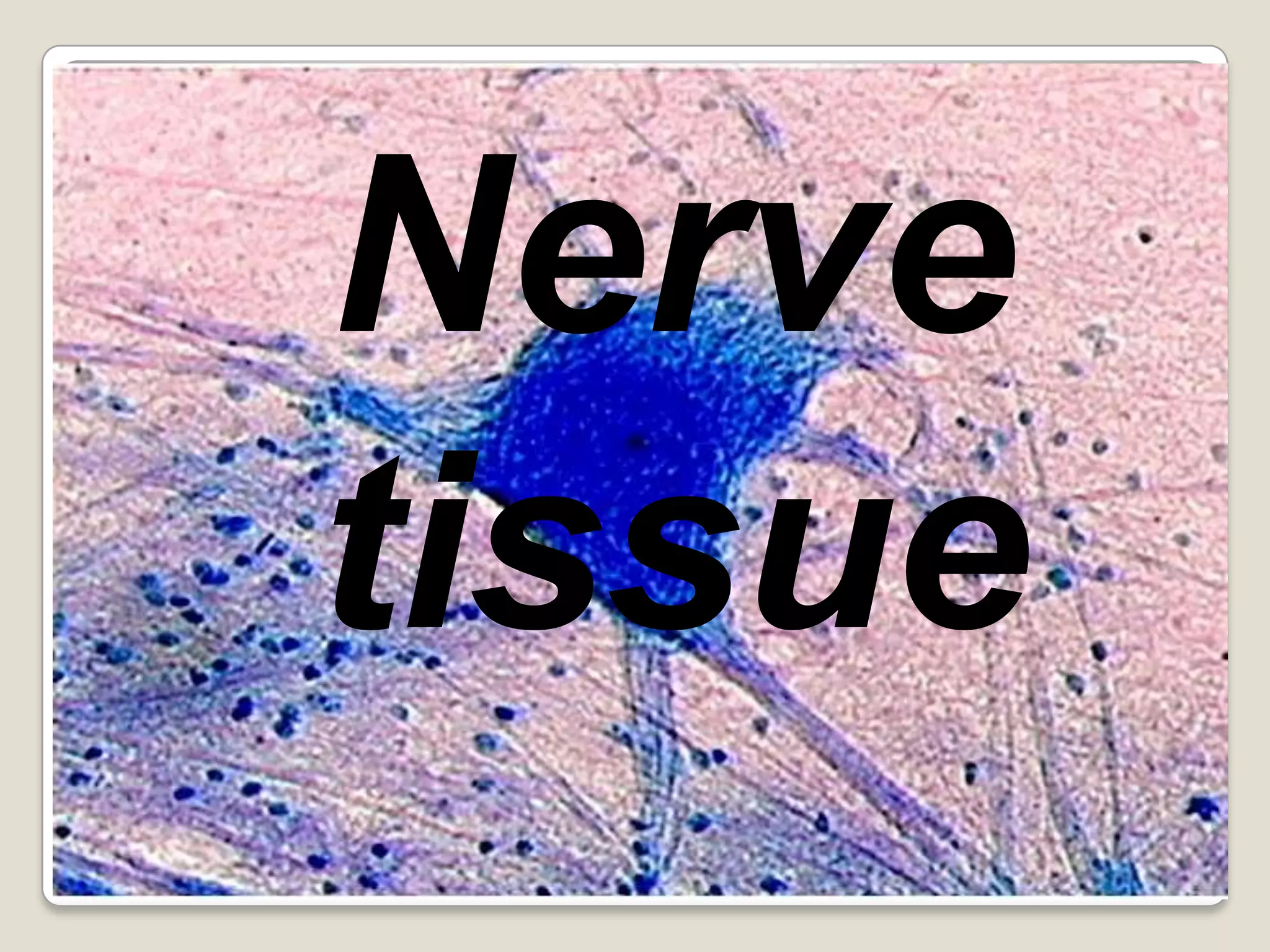 Nerve tissues (mic ana lec) | PPTX