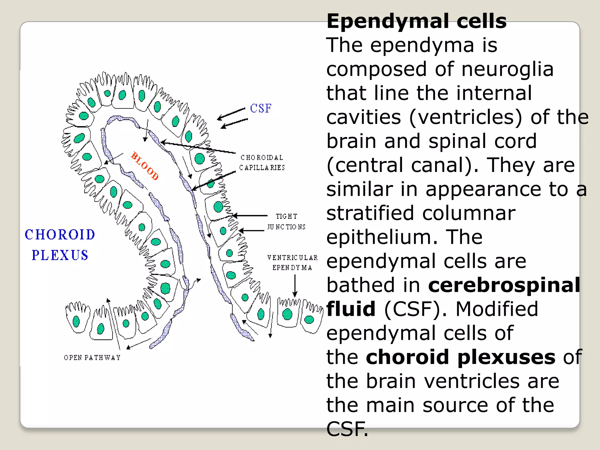 Nerve tissues (mic ana lec) | PPTX