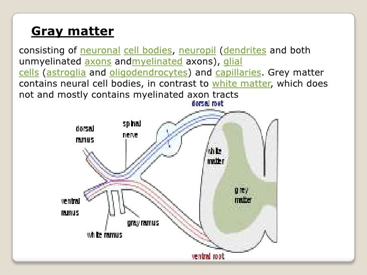 Nerve tissues (mic ana lec)