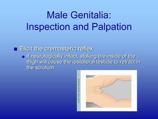 N544- Physical Assessment of the Male GU System, Anus, Rectum and ...