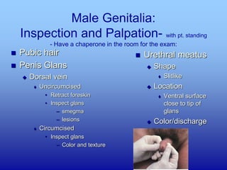 N544- Physical Assessment of the Male GU System, Anus, Rectum and ...