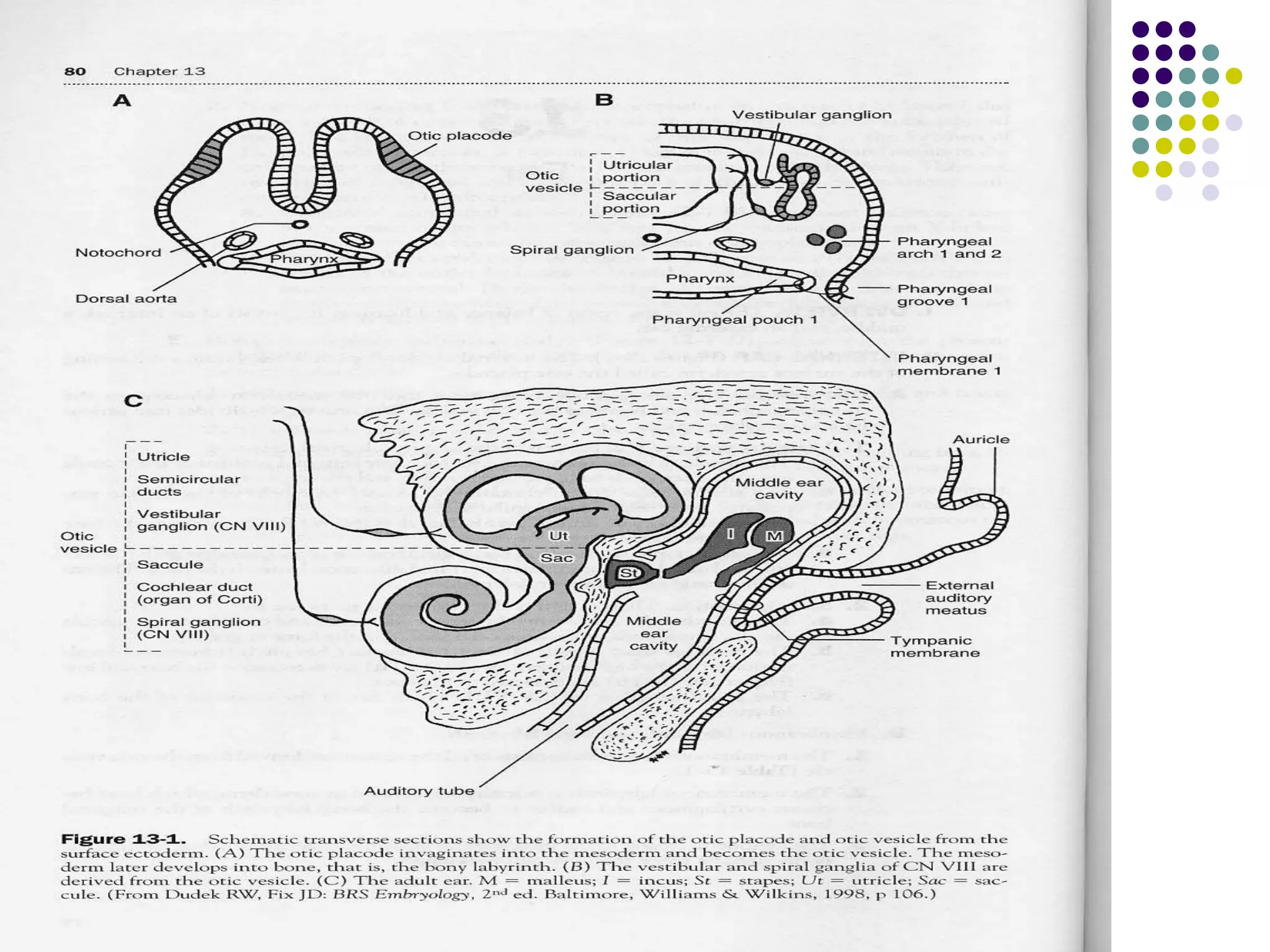 Embryology of the ear | PPT