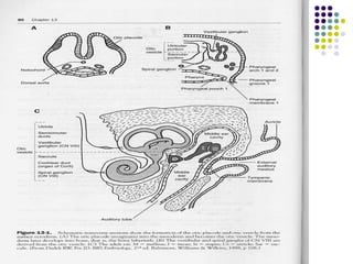 Embryology of the ear | PPT