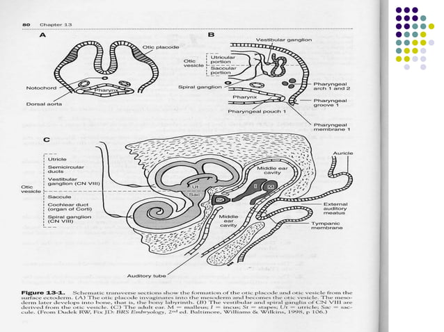 Embryology of the ear | PPT | Ear, Nose and Throat Conditions ...