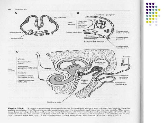 Embryology Of Ear SOLUTION: Development Of Ear Embryology Studypool