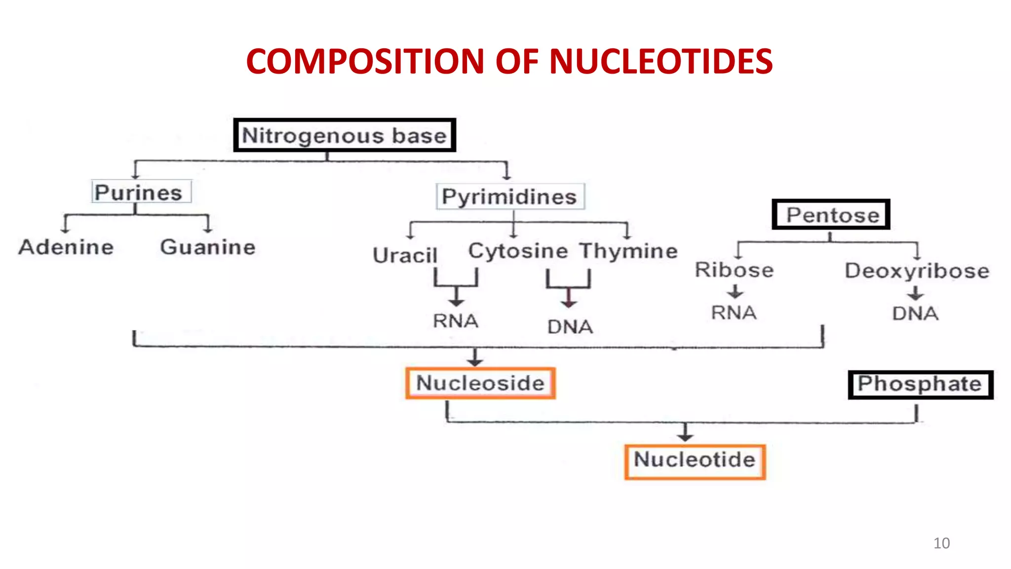 NA- 01: Chemistry of Nucleotides & It's clinical importance | PPTX