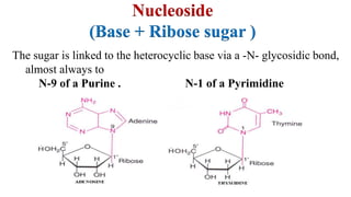 NA- 01: Chemistry of Nucleotides & It's clinical importance | PPT