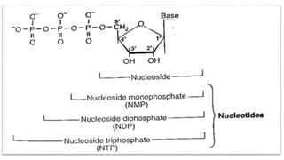 NA- 01: Chemistry of Nucleotides & It's clinical importance | PPT