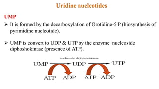 NA- 01: Chemistry of Nucleotides & It's clinical importance | PPT