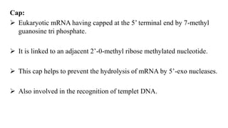 NA- 03: Ribonucleic acid (RNA) | PPTX | Programming Languages | Computing