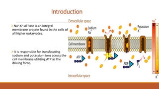 Sodium - Potassium Pump | PPTX