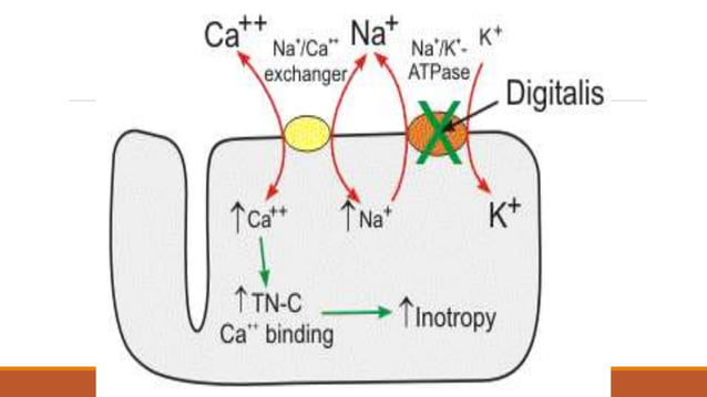 Sodium Potassium Pump
