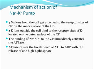 Sodium Potassium Pump Cycle