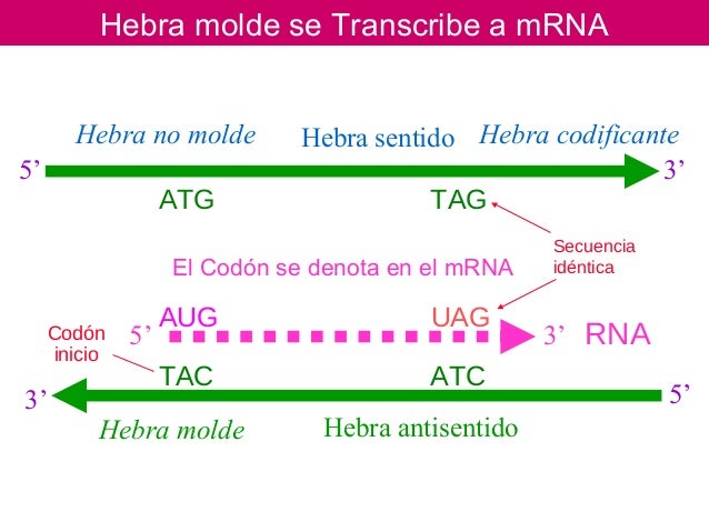 Expresión Genética