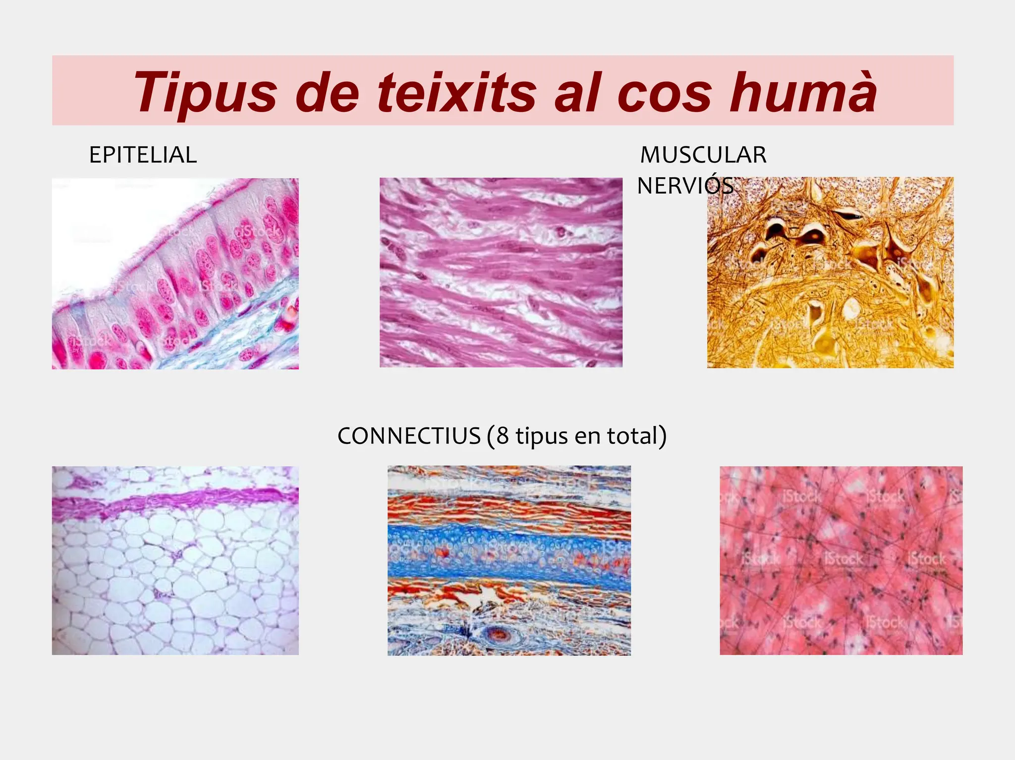 ceulasl teixit organos del cuerpo humano | PPT