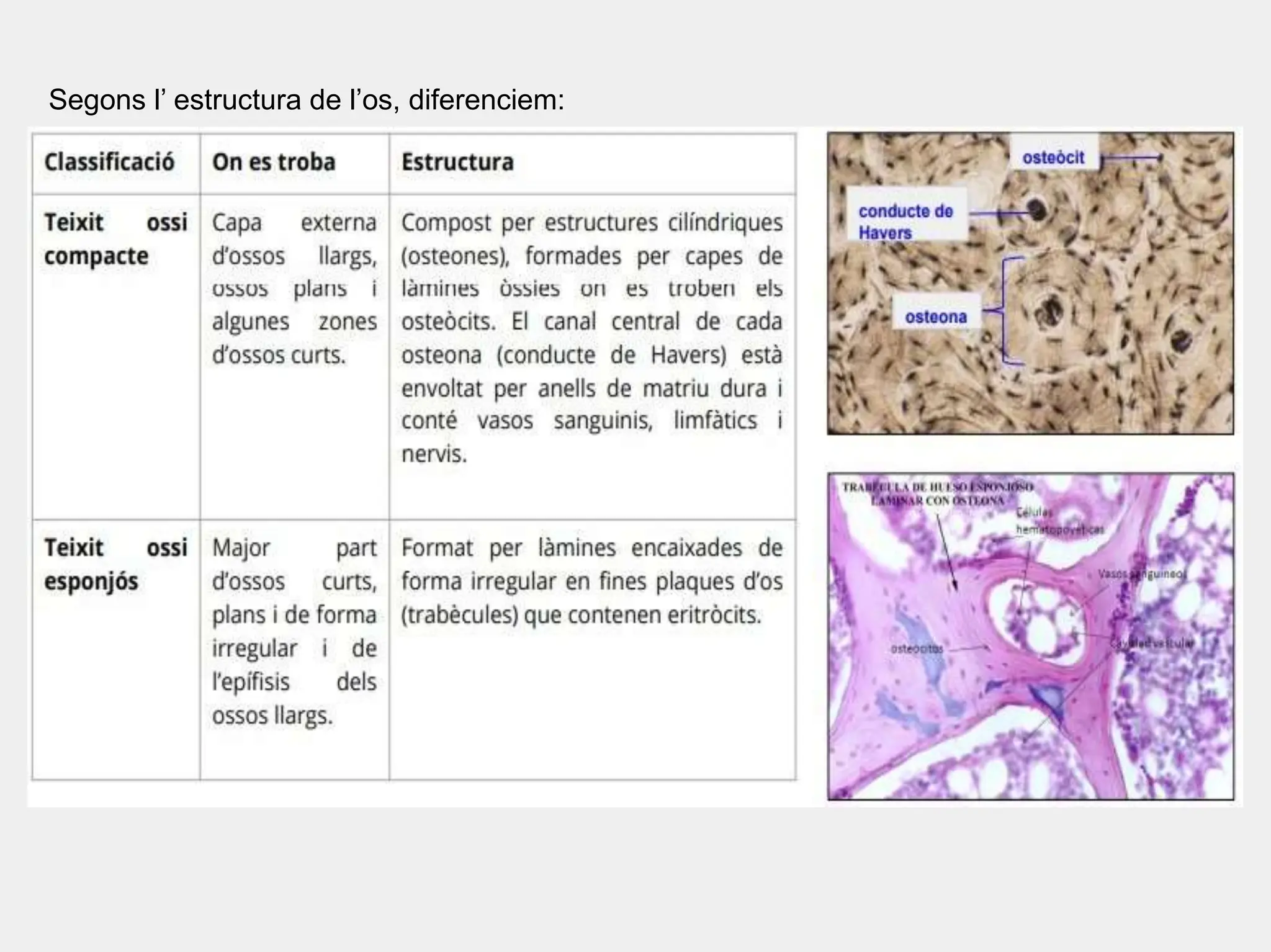 ceulasl teixit organos del cuerpo humano | PPT