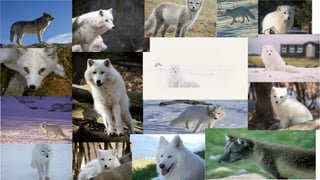 Naali | PPT | Free Download