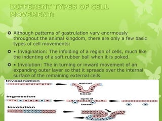 cellmduring gastulation ppt..........nabakishor... | PPT