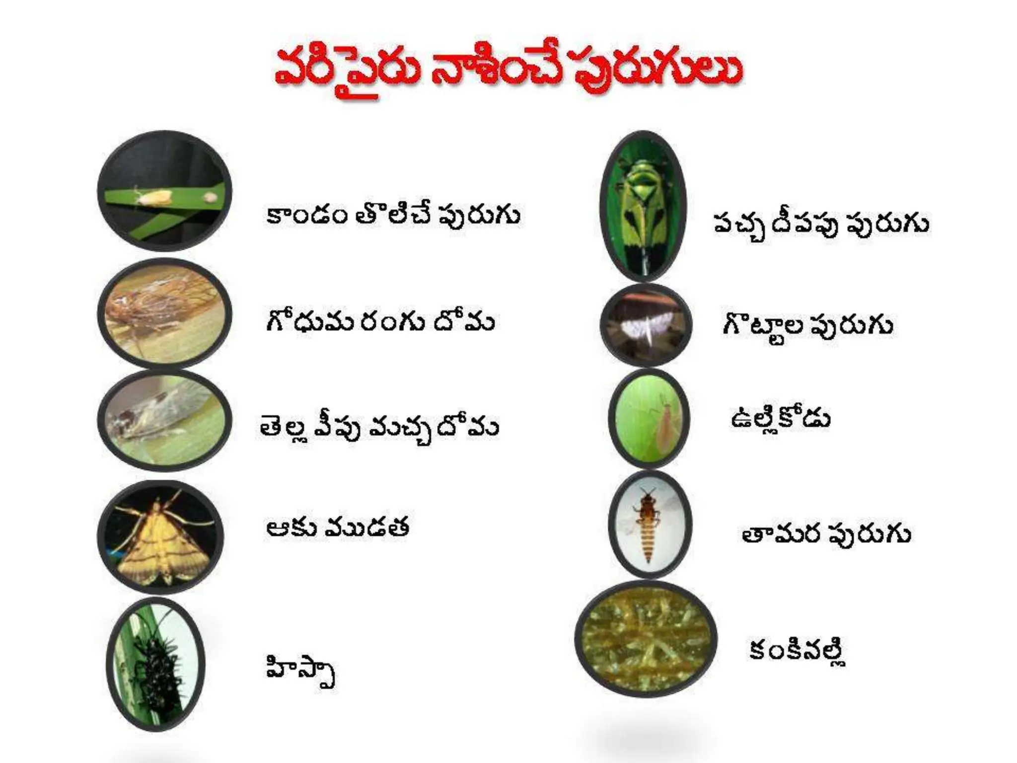 RICE CROP MANAGEMENT INSECTS AND DISEASES | PPT