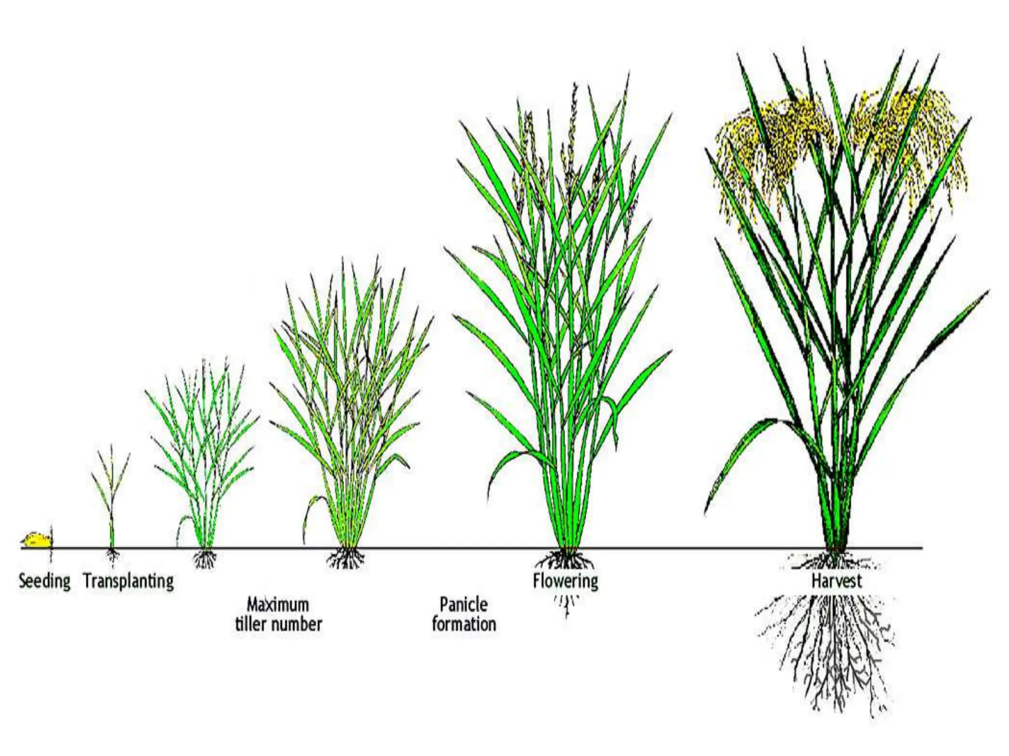 RICE CROP MANAGEMENT INSECTS AND DISEASES | PPT