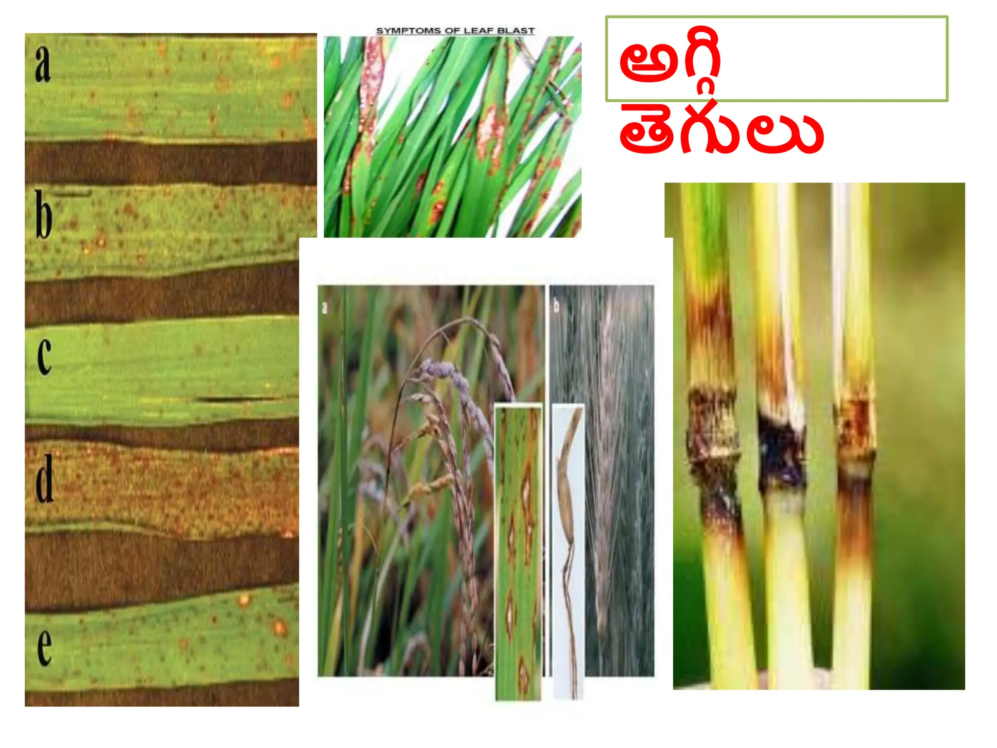 RICE CROP MANAGEMENT INSECTS AND DISEASES | PPT