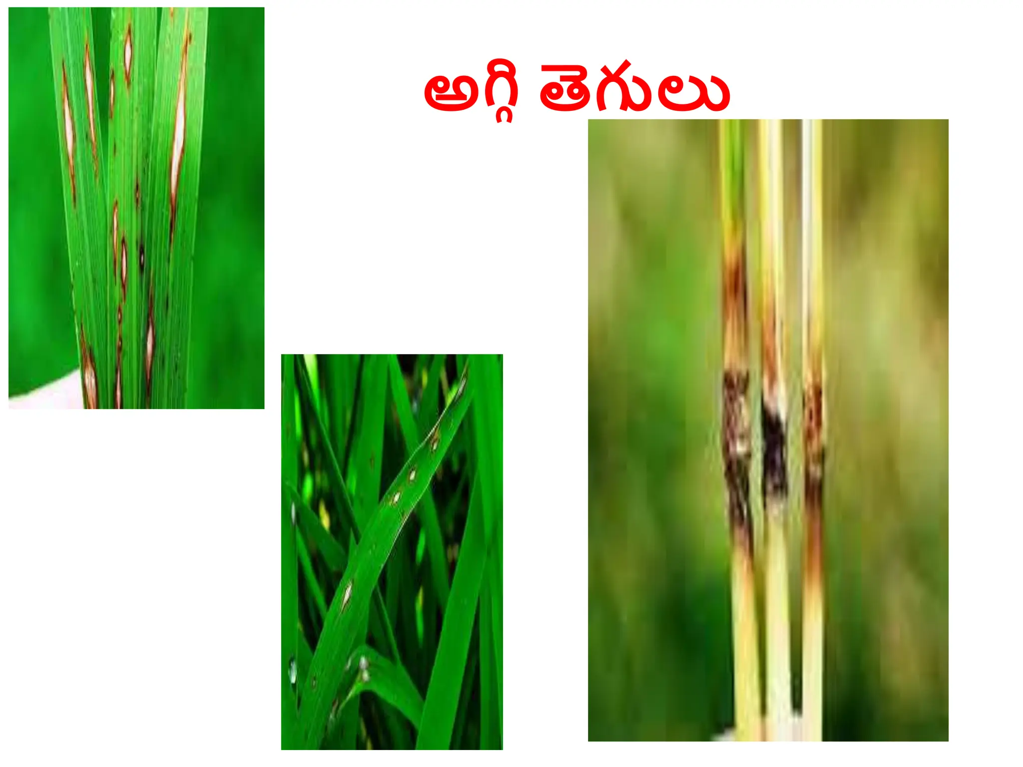 RICE CROP MANAGEMENT INSECTS AND DISEASES | PPT