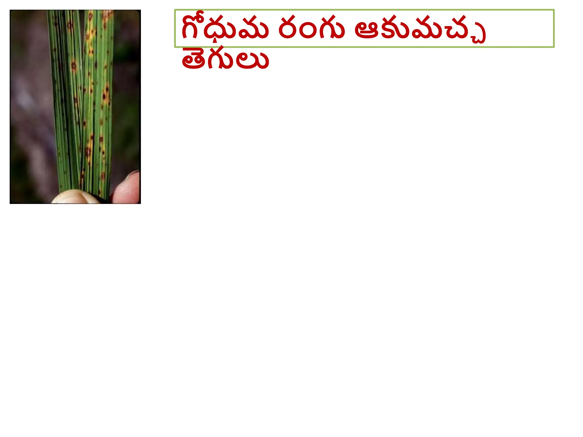 RICE CROP MANAGEMENT INSECTS AND DISEASES | PPT