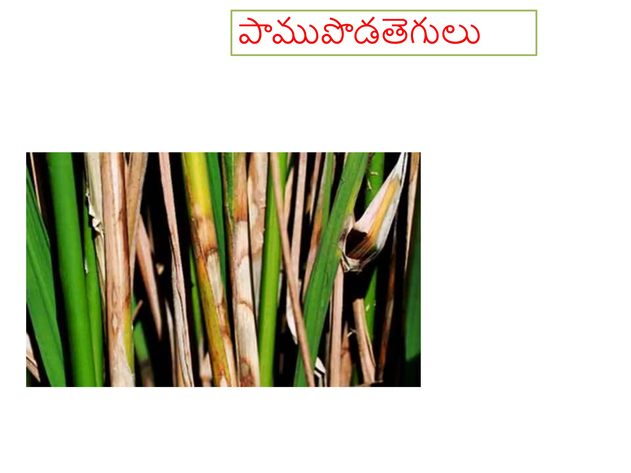 RICE CROP MANAGEMENT INSECTS AND DISEASES | PPT