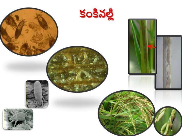 RICE CROP MANAGEMENT INSECTS AND DISEASES | PPT