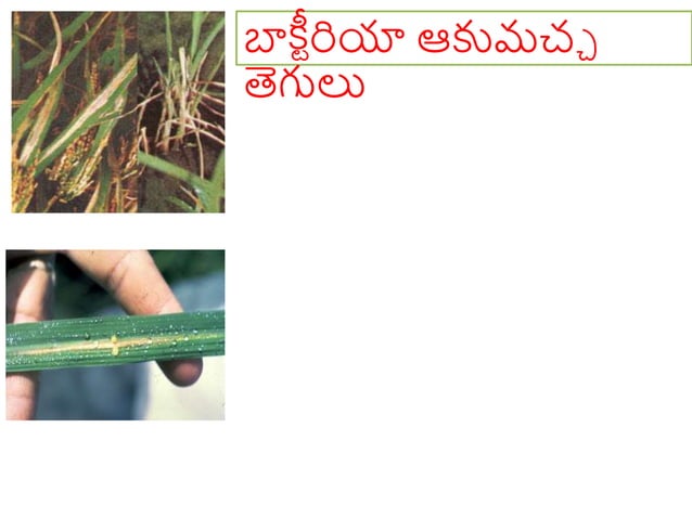 RICE CROP MANAGEMENT INSECTS AND DISEASES | PPT