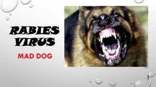 Biosafety related to Rabies Virus or Mad Dog.pptx