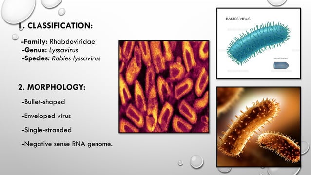 Biosafety related to Rabies Virus or Mad Dog.pptx