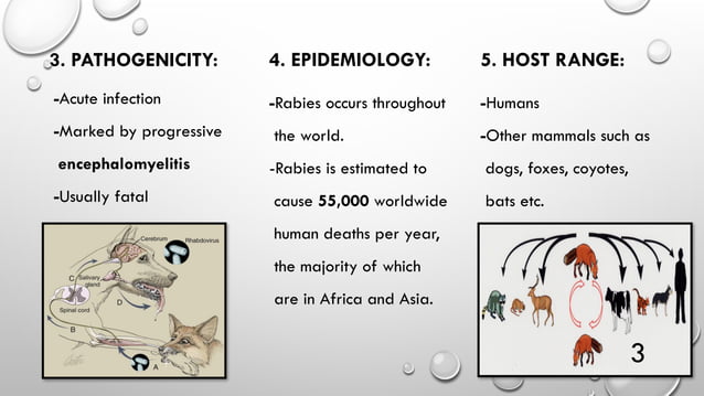 Biosafety related to Rabies Virus or Mad Dog.pptx