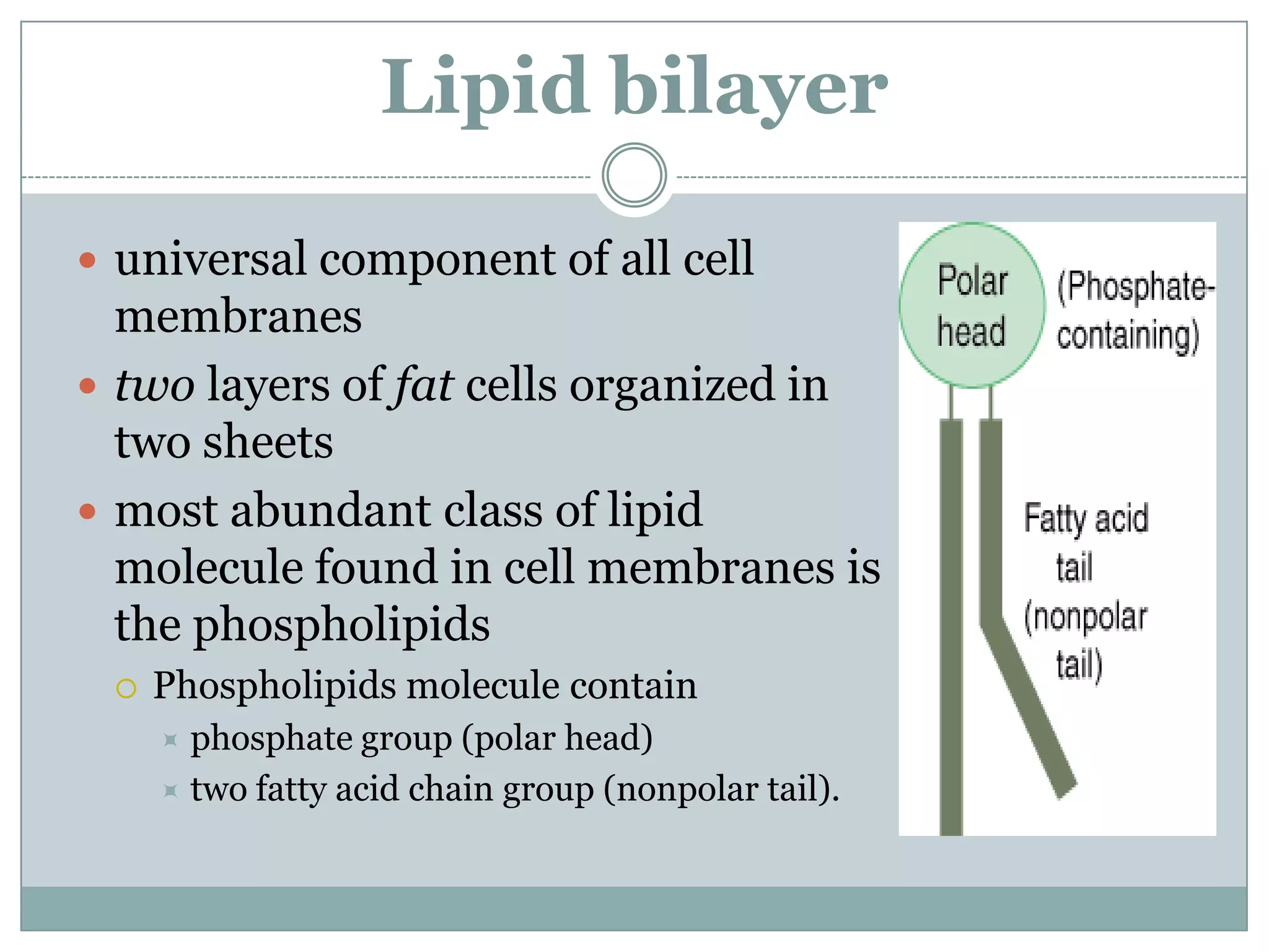 biochemistry short intro, cell, cell membrene structure | PPTX