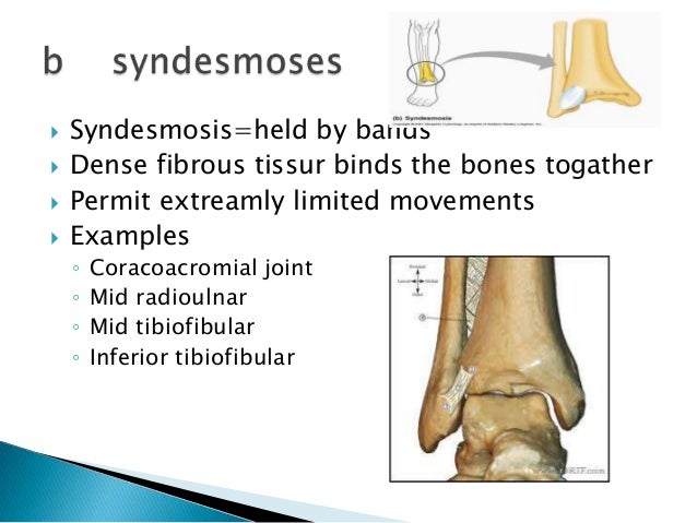 Joint Architecture Bio mechanics (Presentation)