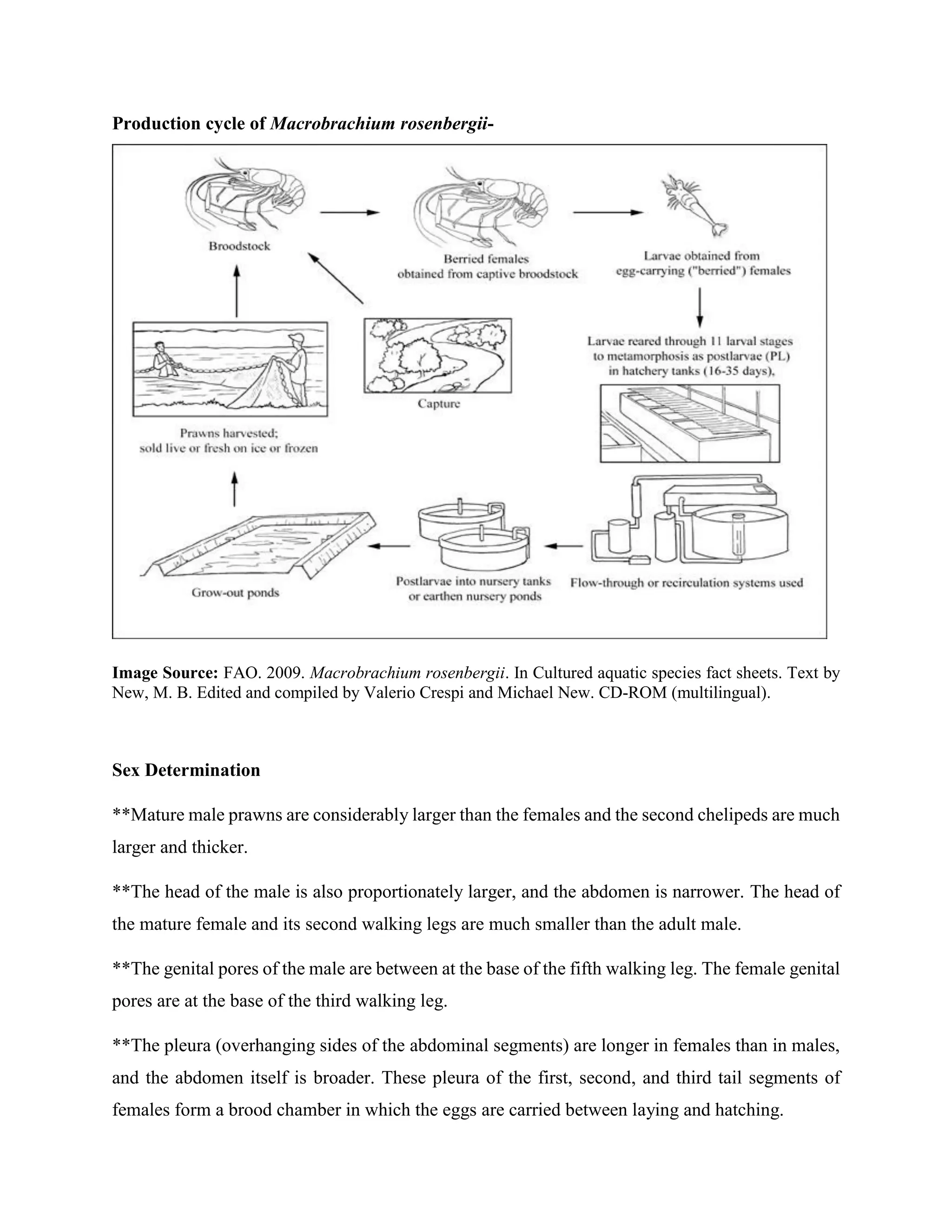 Seed production of Freshwater Prawn.pdf