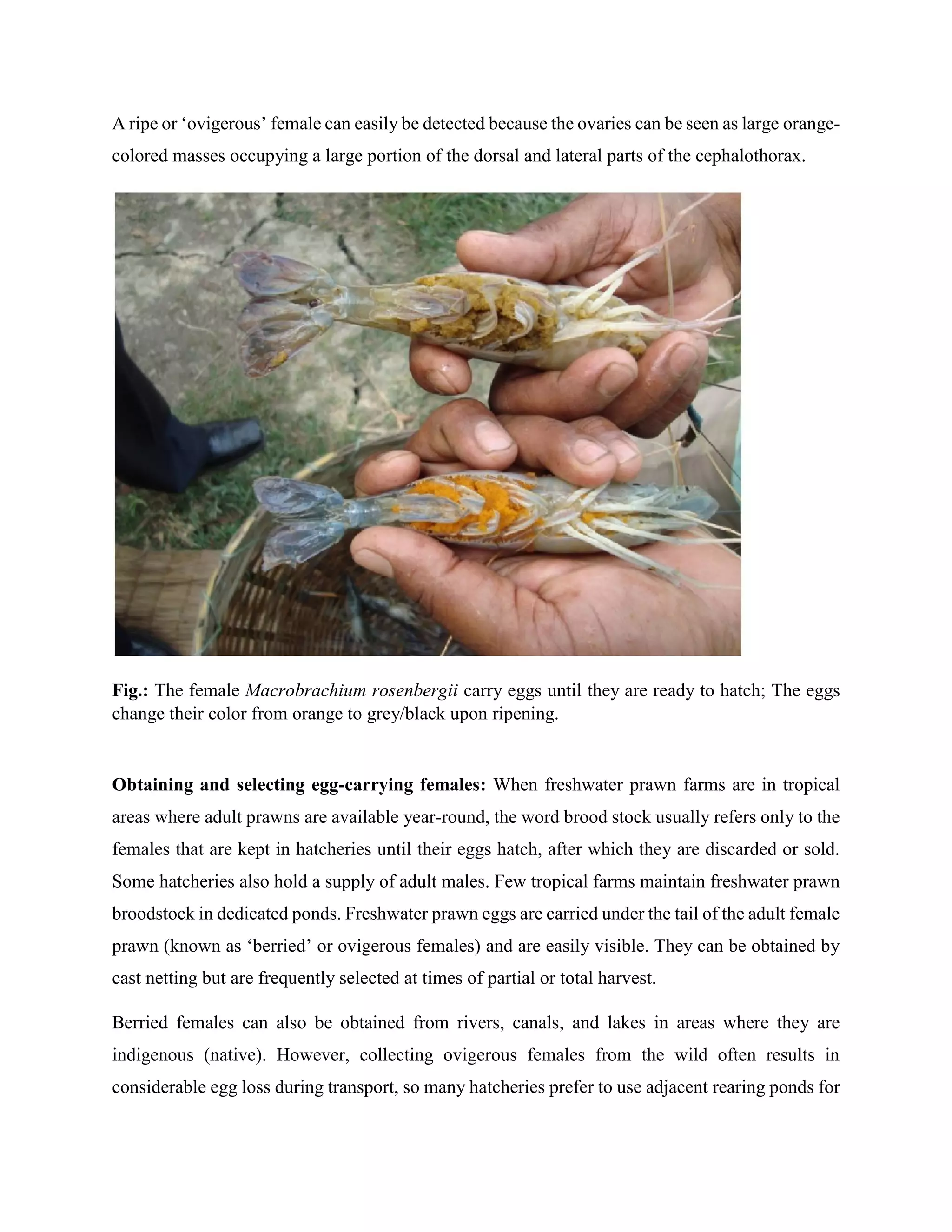 Seed production of Freshwater Prawn.pdf